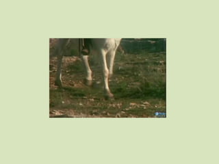 Don Quixote Presentation | PPT