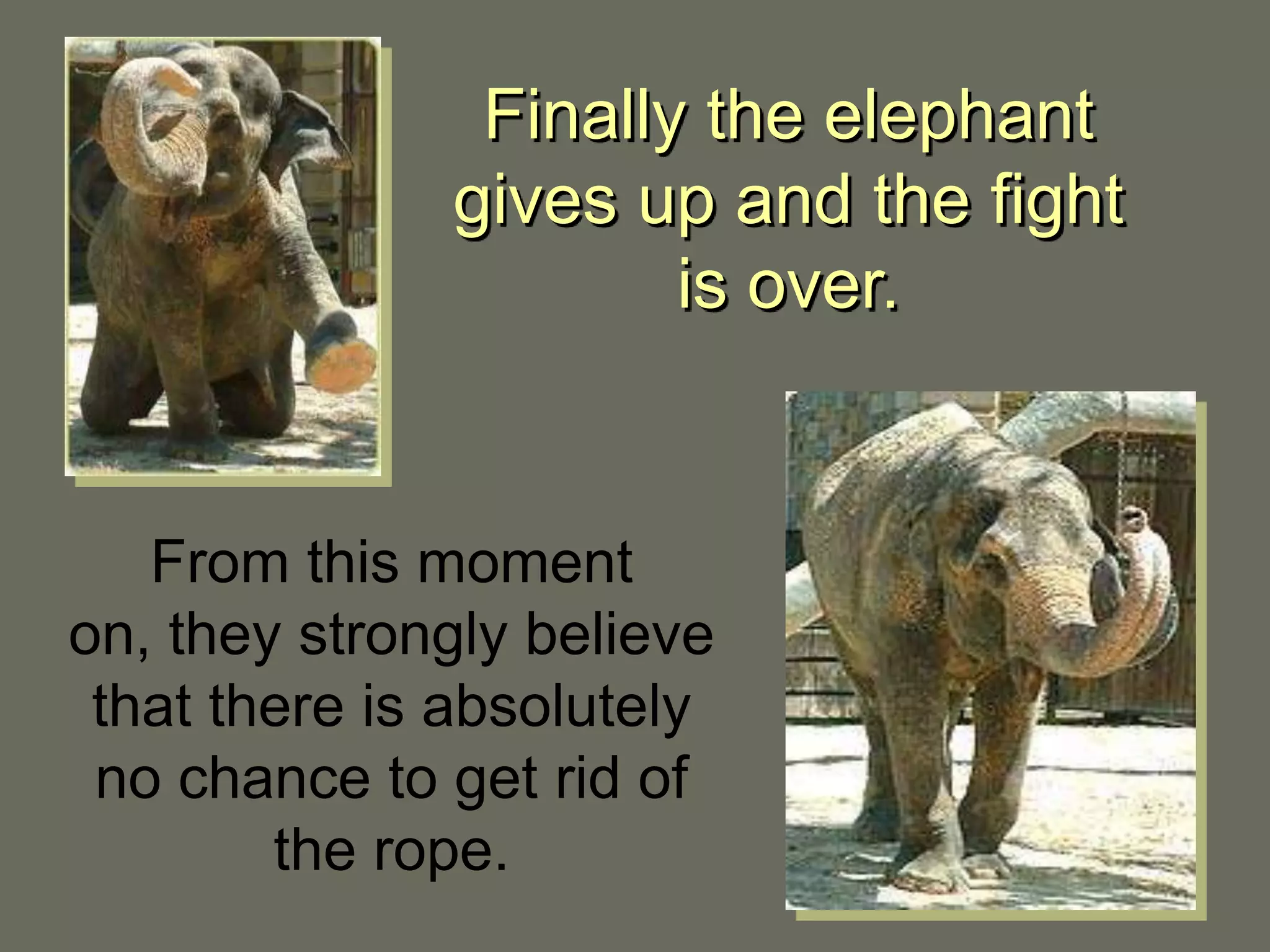 Dont act like an elephant! | PPTX