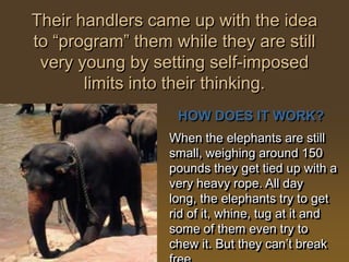 Dont act like an elephant! | PPTX