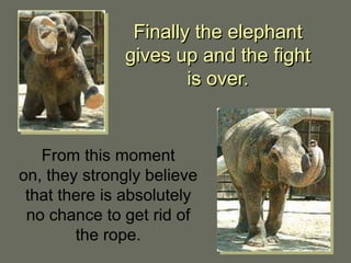 Dont act like an elephant! | PPTX