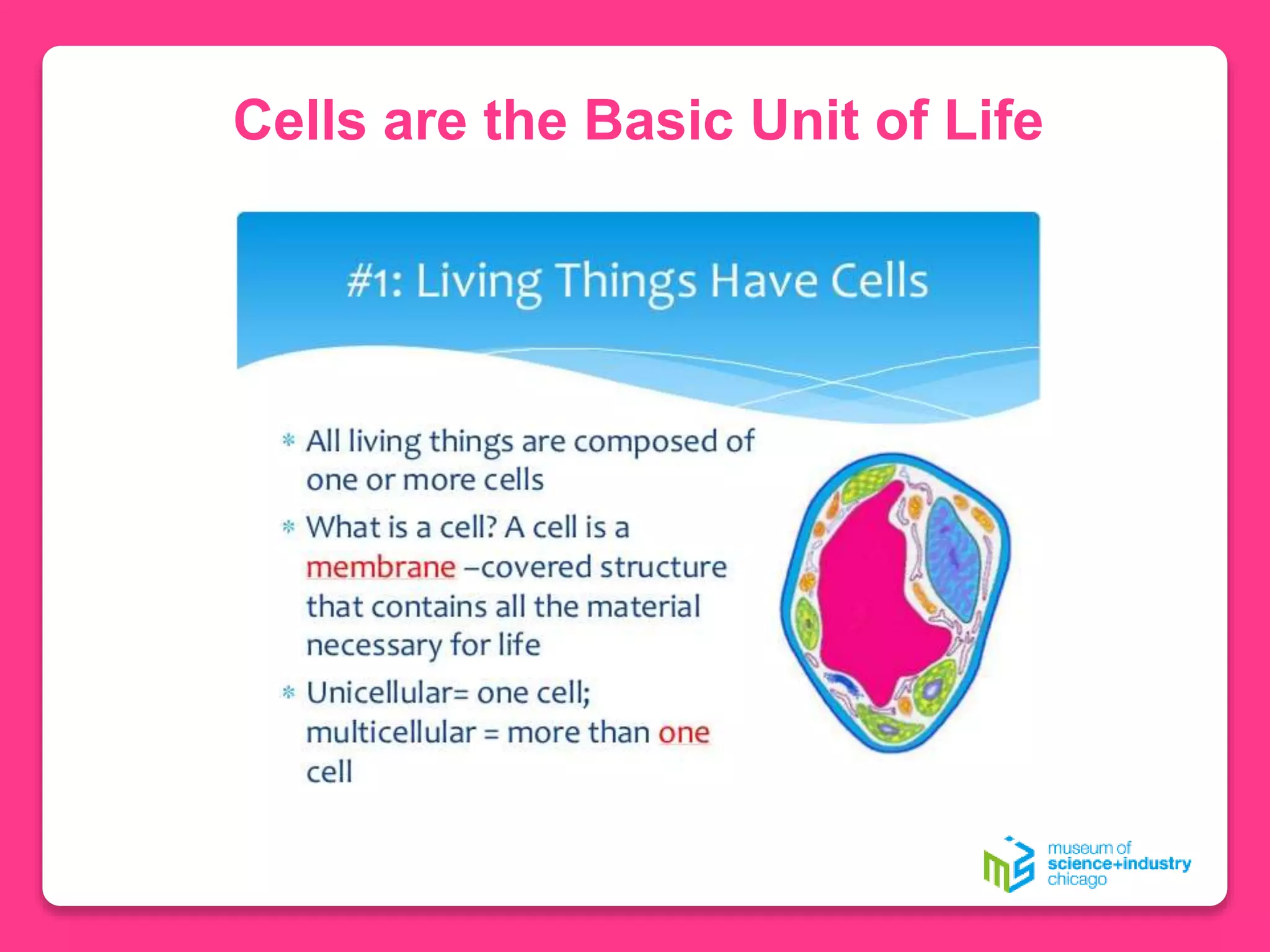 Cell Membrane Don't Burst My Bubble | PPTX
