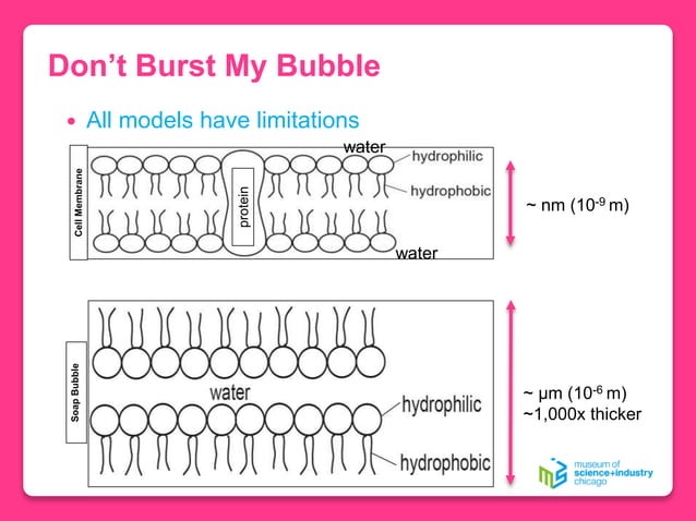 Cell Membrane Don't Burst My Bubble | PPT