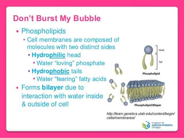 Cell Membrane Don't Burst My Bubble