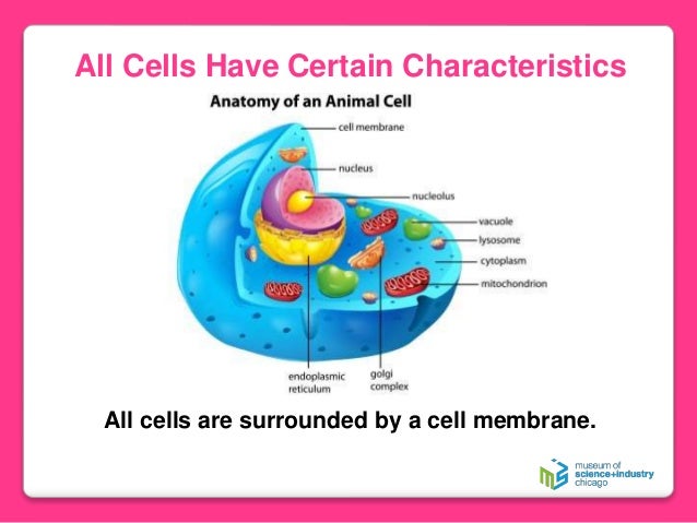 Cell Membrane Don't Burst My Bubble