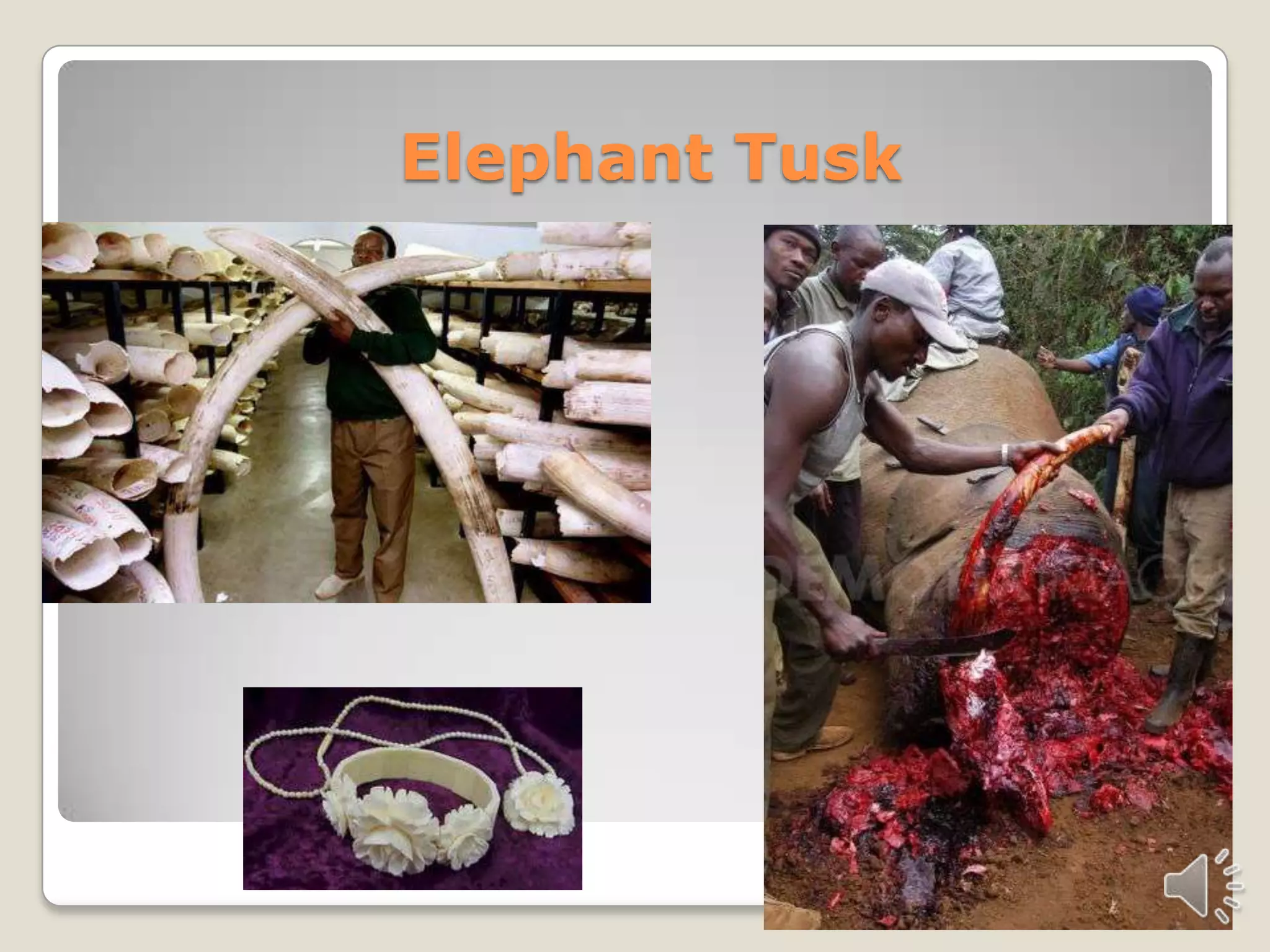 Don’t hurt animals | PPTX