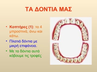 Dontia | PPS
