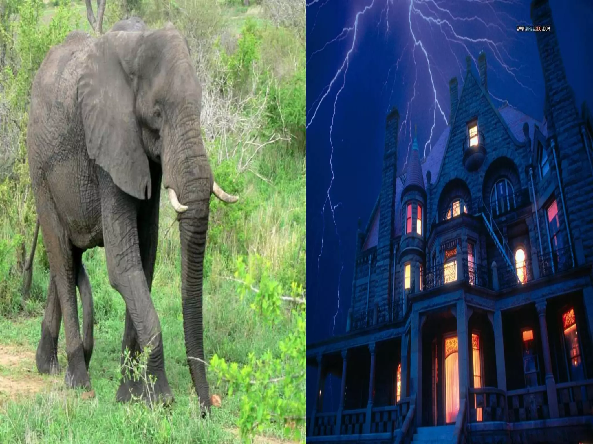 Dont Think Of An Elephant | PPTX