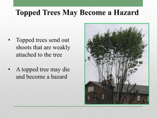 Please Don't Top Trees | PPT