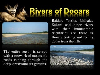 Dooars jungle tour | PPTX | Zoos & Aquariums | Attractions