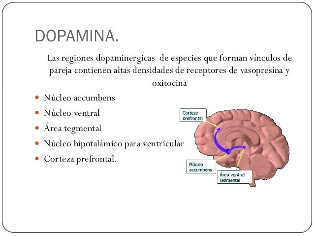 La química en el amor : La dopamina