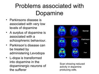 Dopamine | PPT