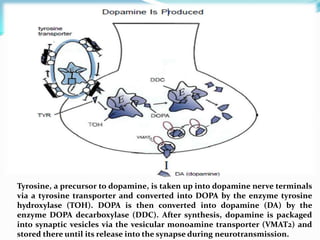 Dopamine Synthesis And Degradation