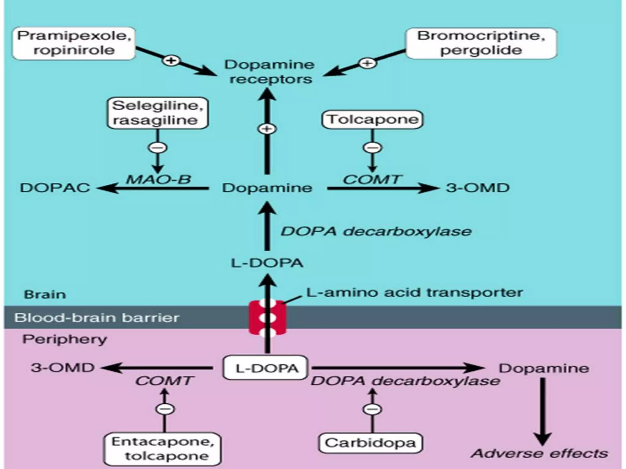 Dopamine, dopaminergic system, parkinson's disease, pharmacotherapy and ...