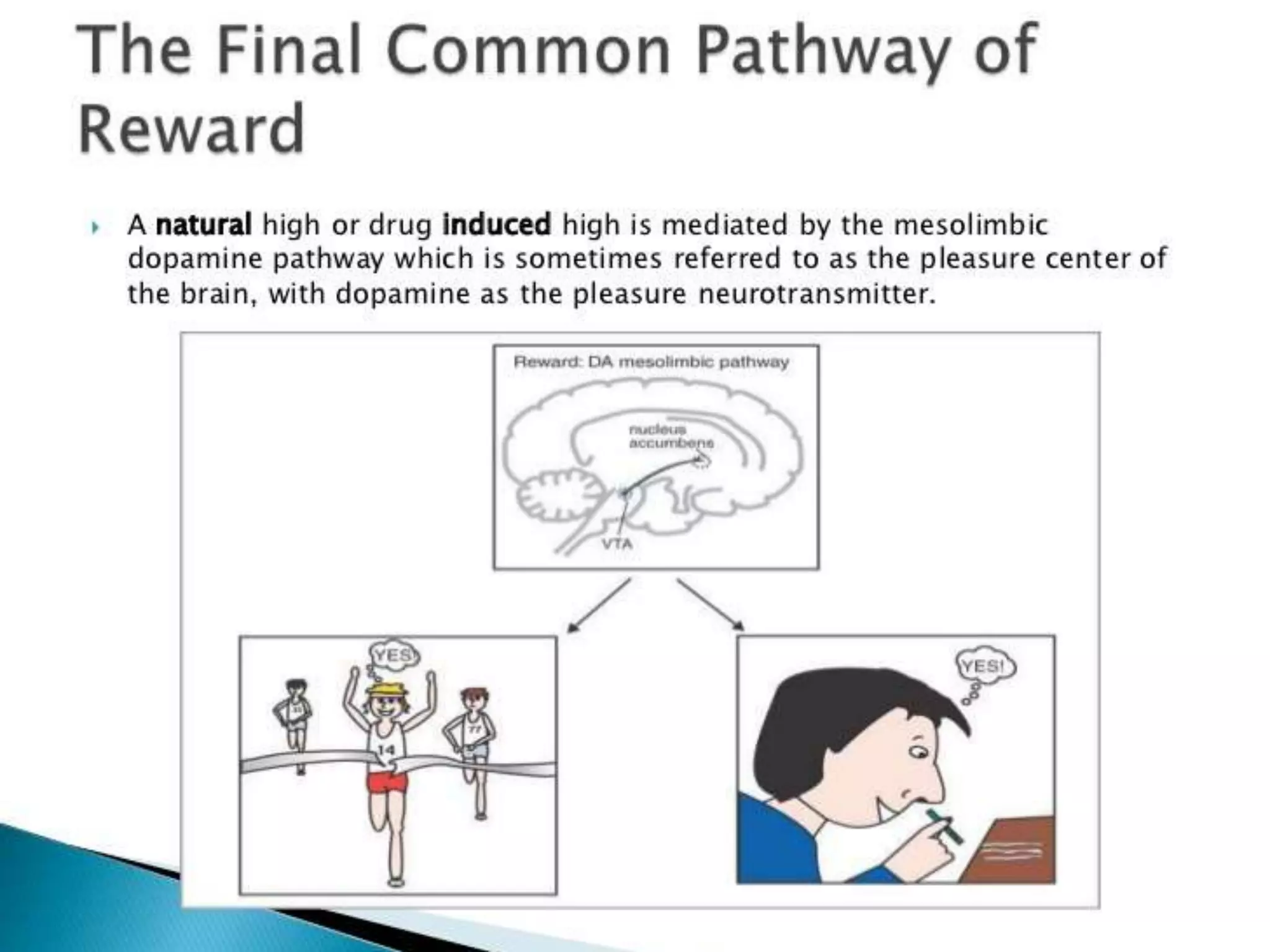 Dopamine, dopaminergic system, parkinson's disease, pharmacotherapy and ...