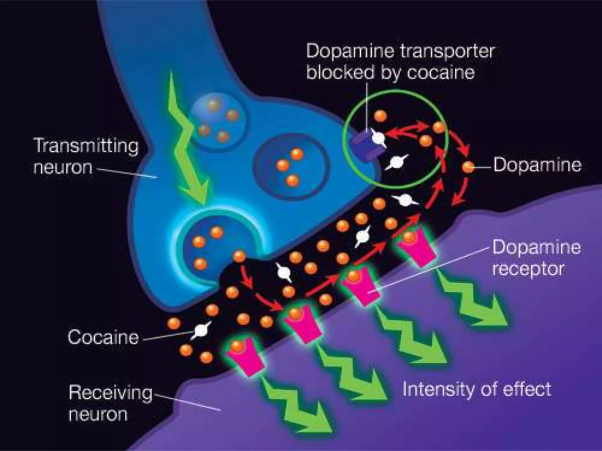 Dopamine, dopaminergic system, parkinson's disease, pharmacotherapy and ...