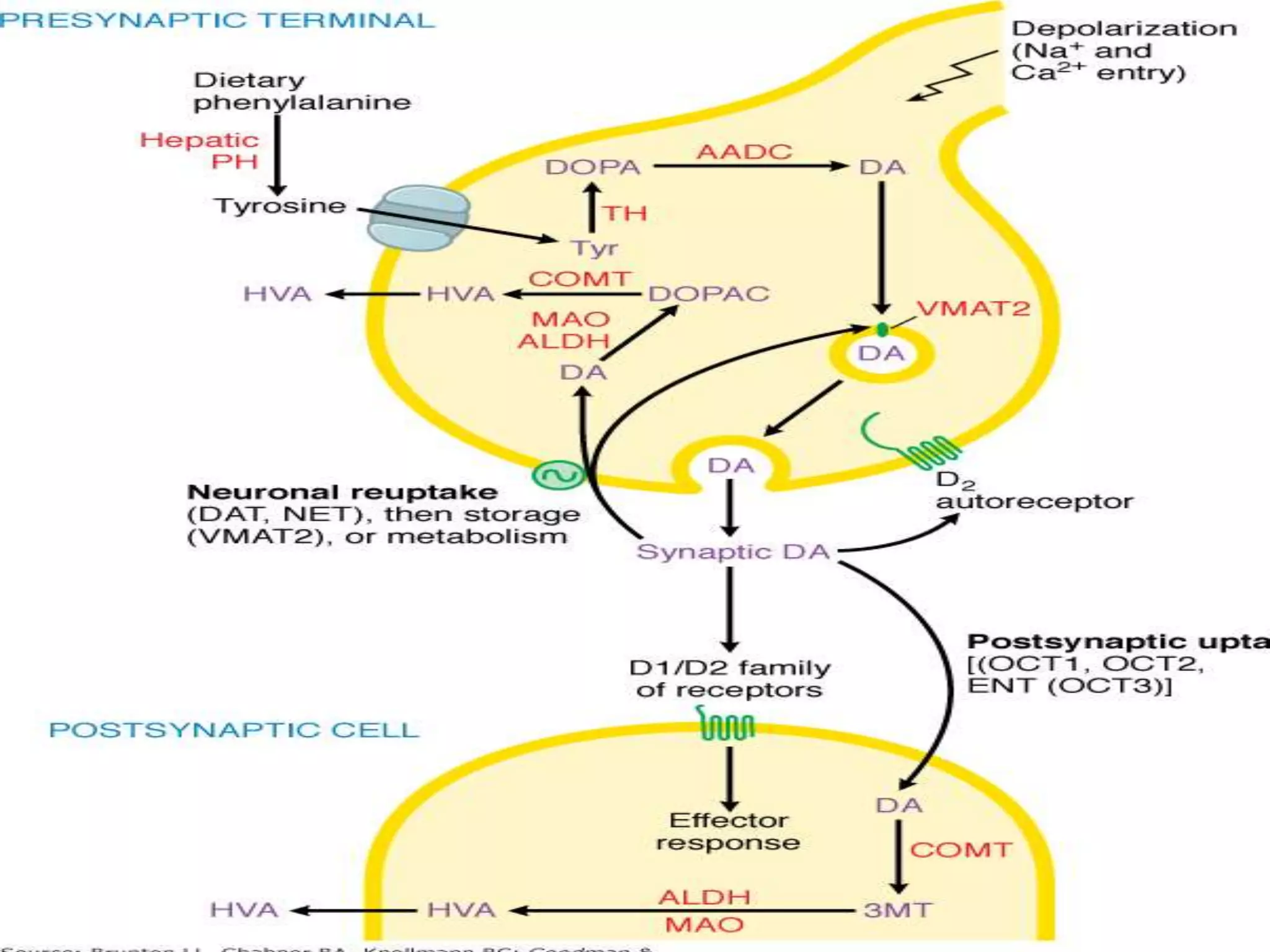 Dopamine, dopaminergic system, parkinson's disease, pharmacotherapy and ...