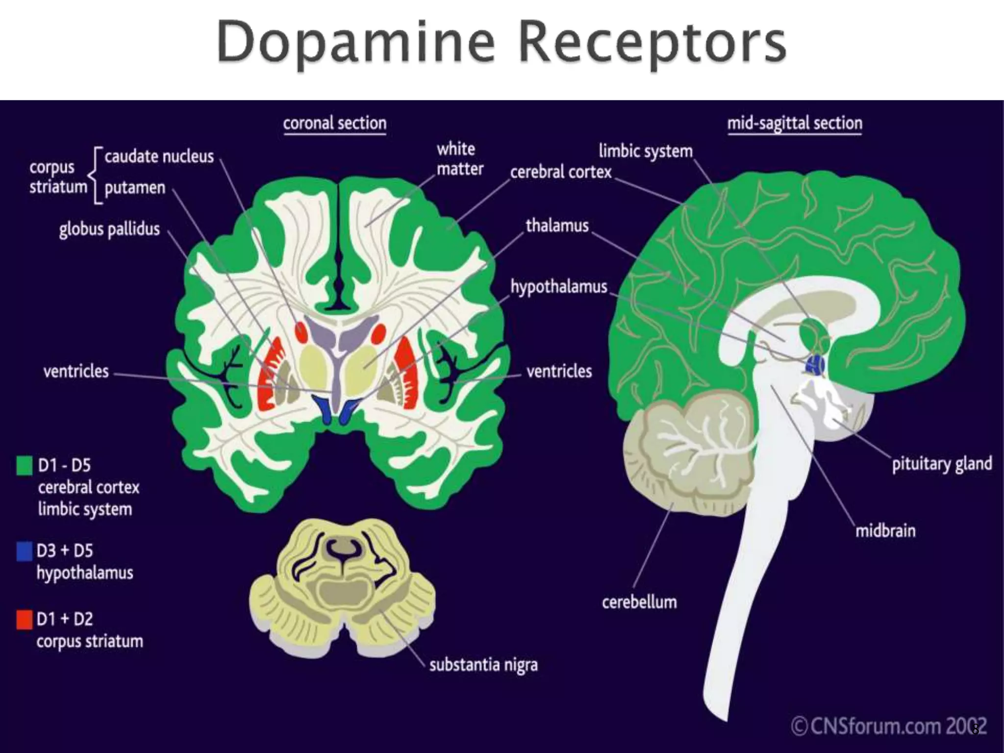 Dopamine, dopaminergic system, parkinson's disease, pharmacotherapy and ...