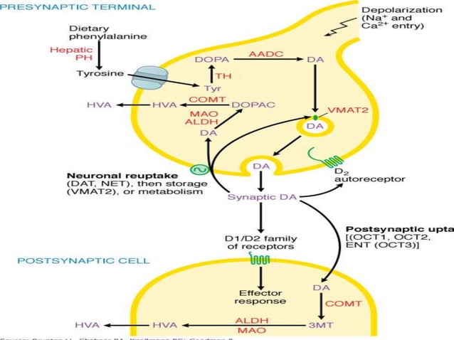 Dopamine, dopaminergic system, parkinson's disease, pharmacotherapy and ...