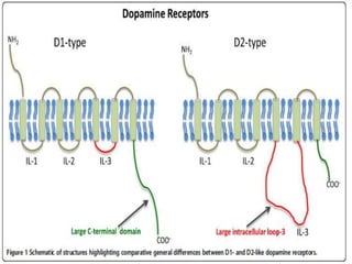 Dopamine Receptors D1 D2