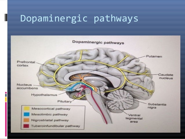 Dopamine Receptors by Manisha