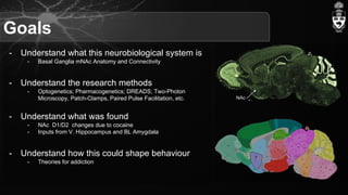 Cocaine exposure on Medium Spiny Neurons of the NAcc Dopamine Neurons | PPT