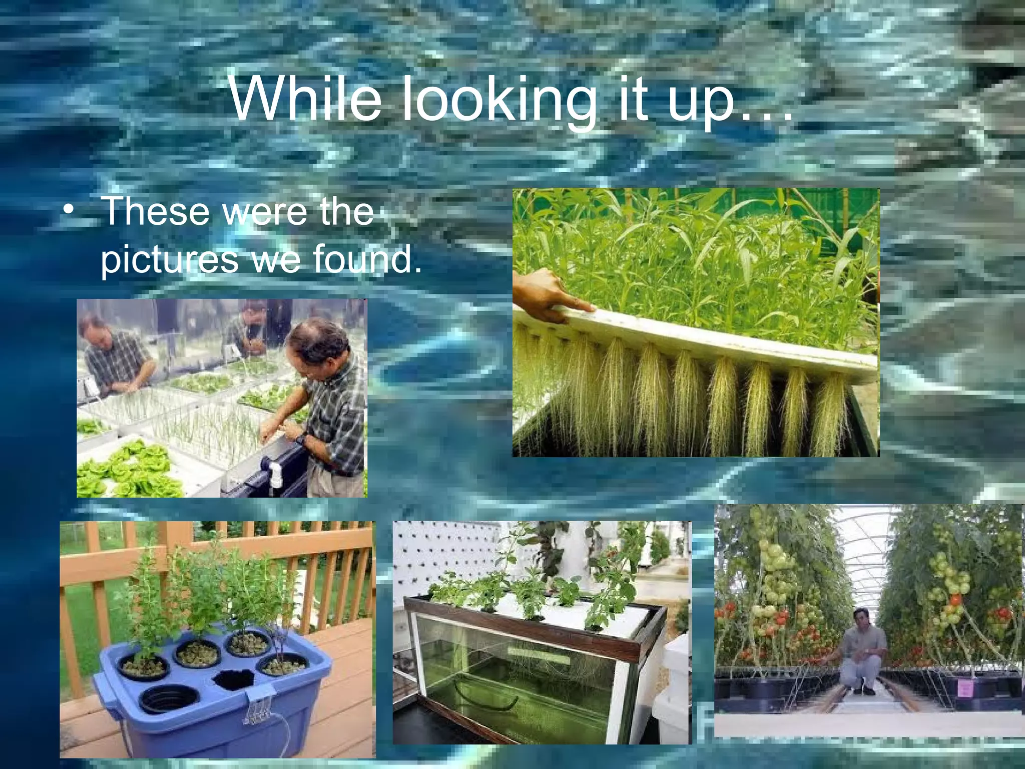 Do plants grow better in water or soil | PPT