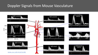 Doppler Flow Velocity Measurements for Cardiovascular Research | PPT