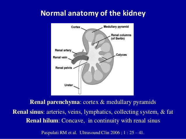 Ostium Of Kidney