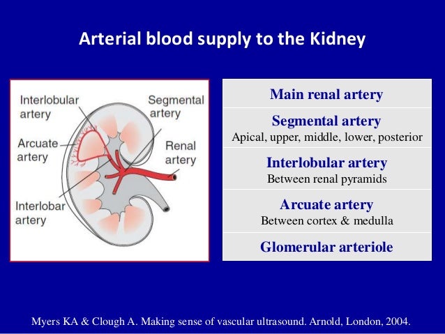 Doppler ultrasound of the kidneys
