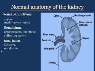 Renal Parenchyma Anatomy