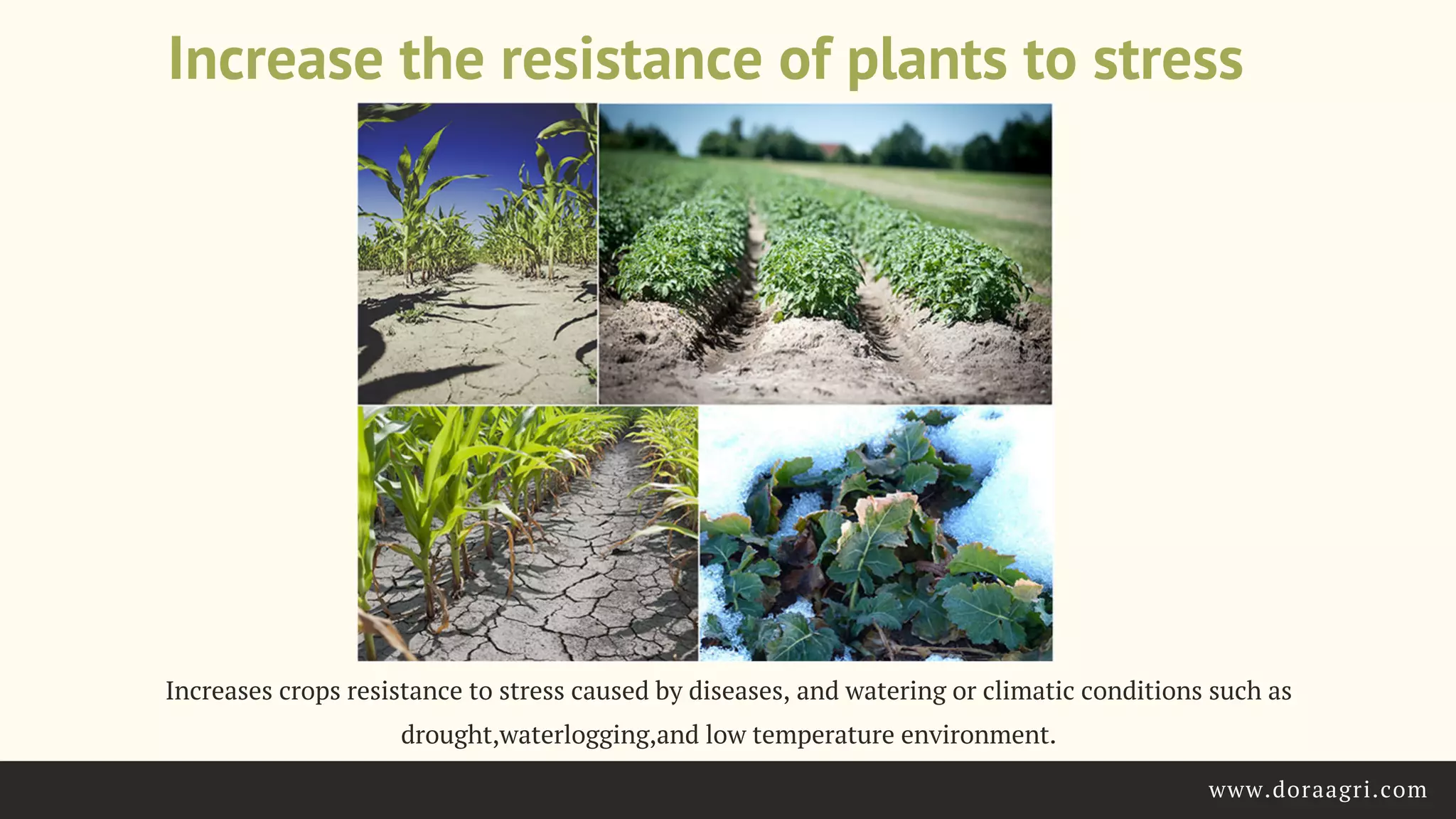 Dora Rootguard Trichoderma harzianum biological fungicide | Dora Agri-Tech | PDF