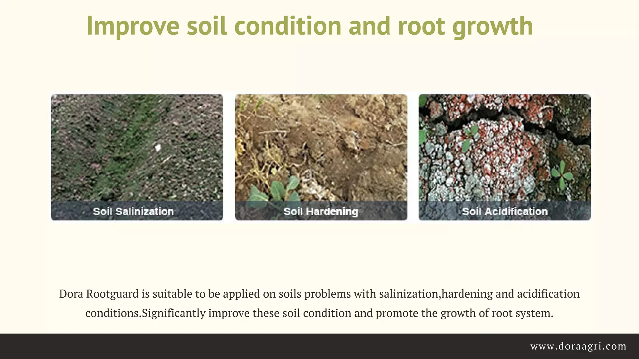 Dora Rootguard Trichoderma harzianum biological fungicide | Dora Agri-Tech | PDF