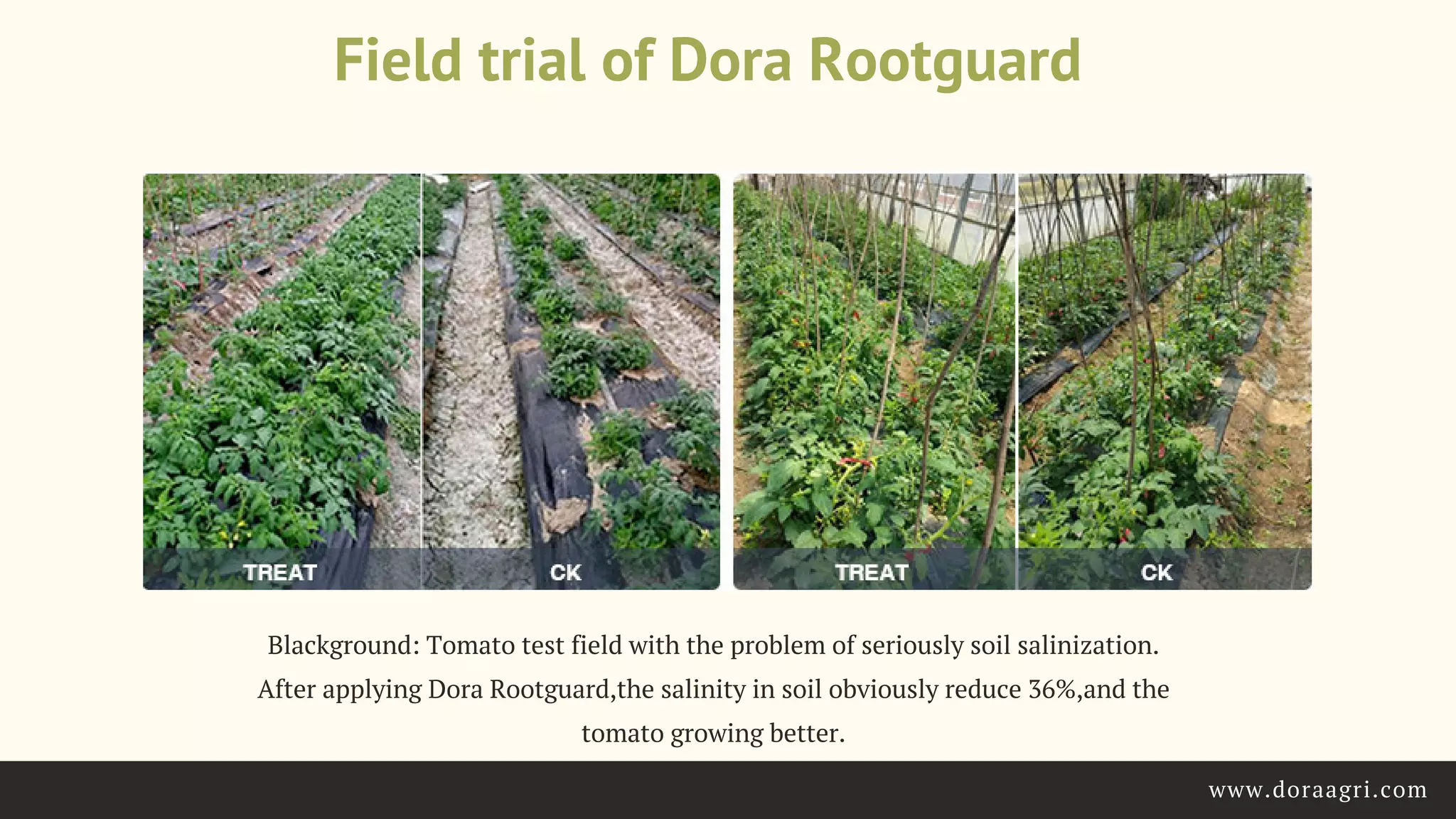 Dora Rootguard Trichoderma harzianum biological fungicide | Dora Agri-Tech | PDF