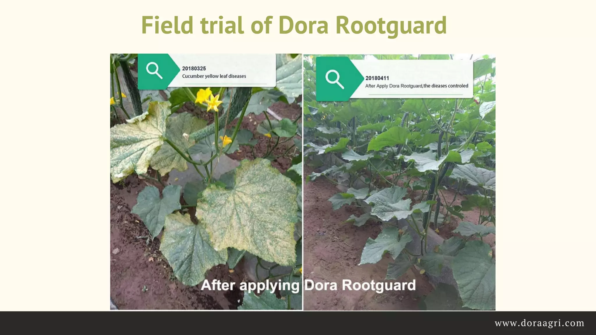 Dora Rootguard Trichoderma harzianum biological fungicide | Dora Agri-Tech | PDF