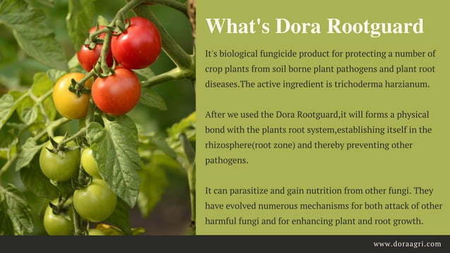 Dora Rootguard Trichoderma harzianum biological fungicide | Dora Agri ...