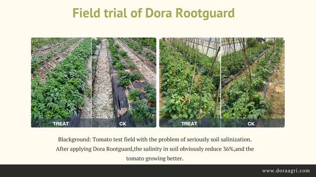 Dora Rootguard Trichoderma harzianum biological fungicide | Dora Agri-Tech | PDF | Agriculture ...