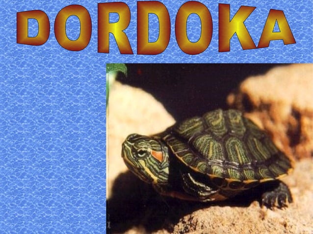 Dordoka | ODP