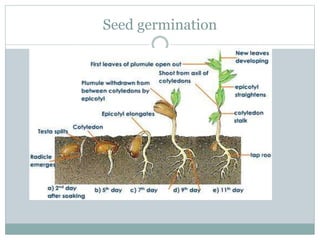 Dormancy, germination, and seed development | PPTX