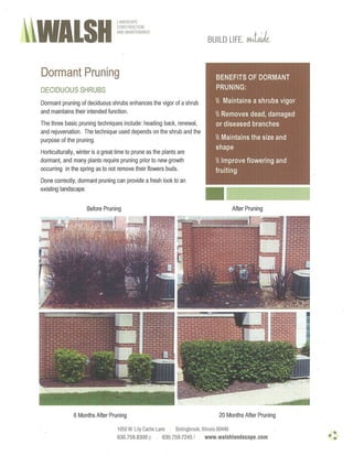 Dormant Pruning Information | PDF