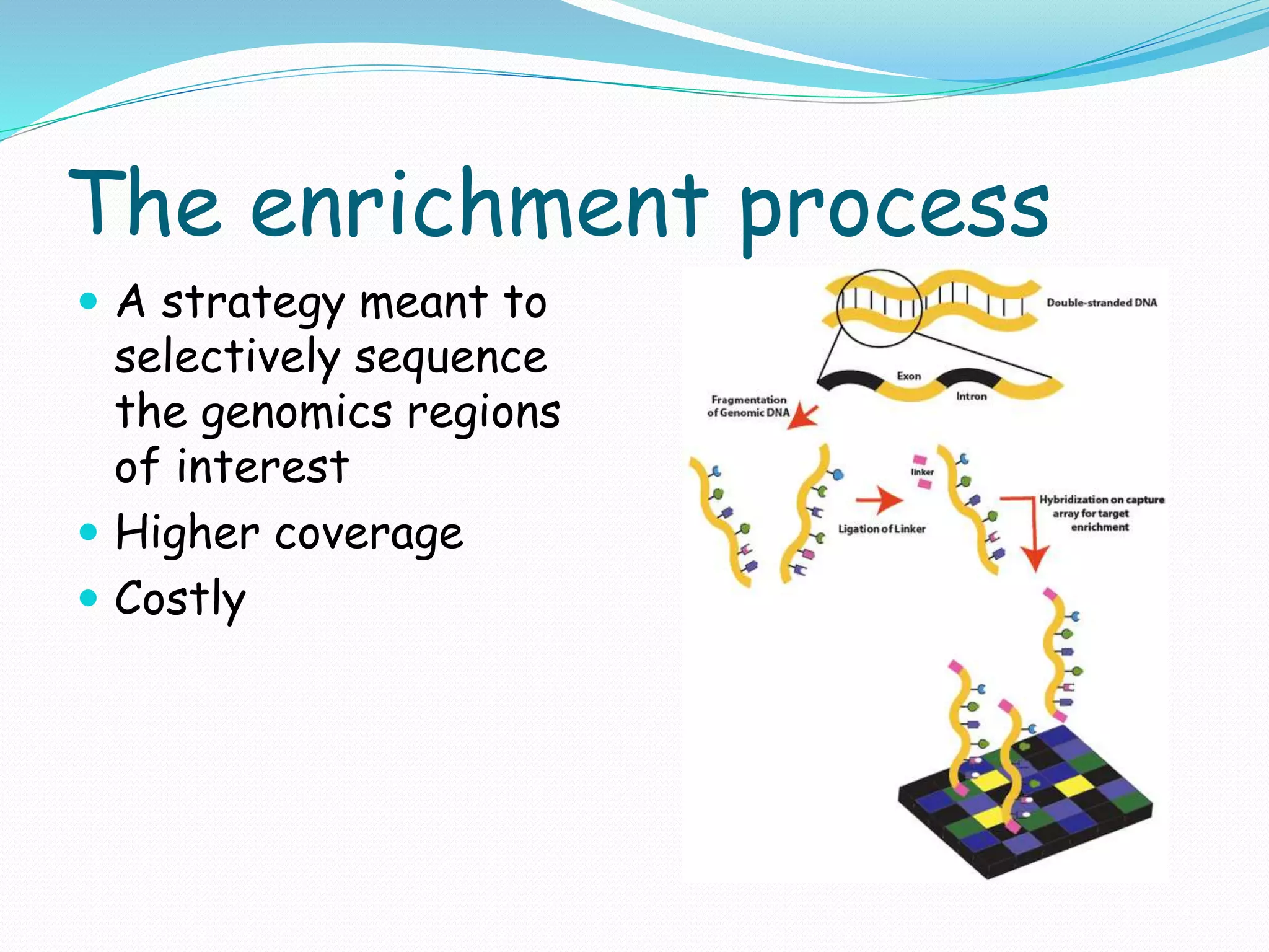 The Origin of Ashkenazi Levites | PPT