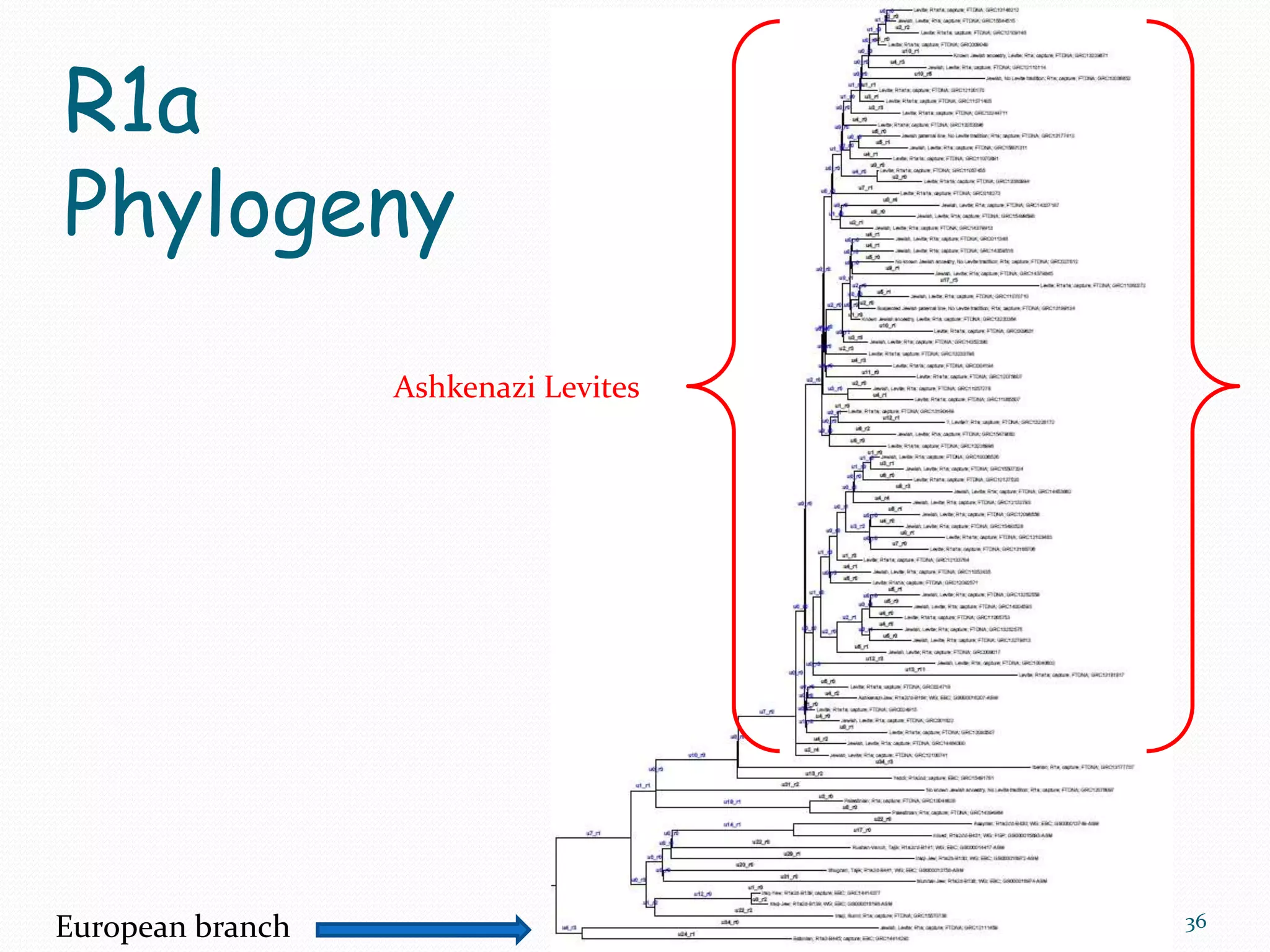 The Origin of Ashkenazi Levites | PPT