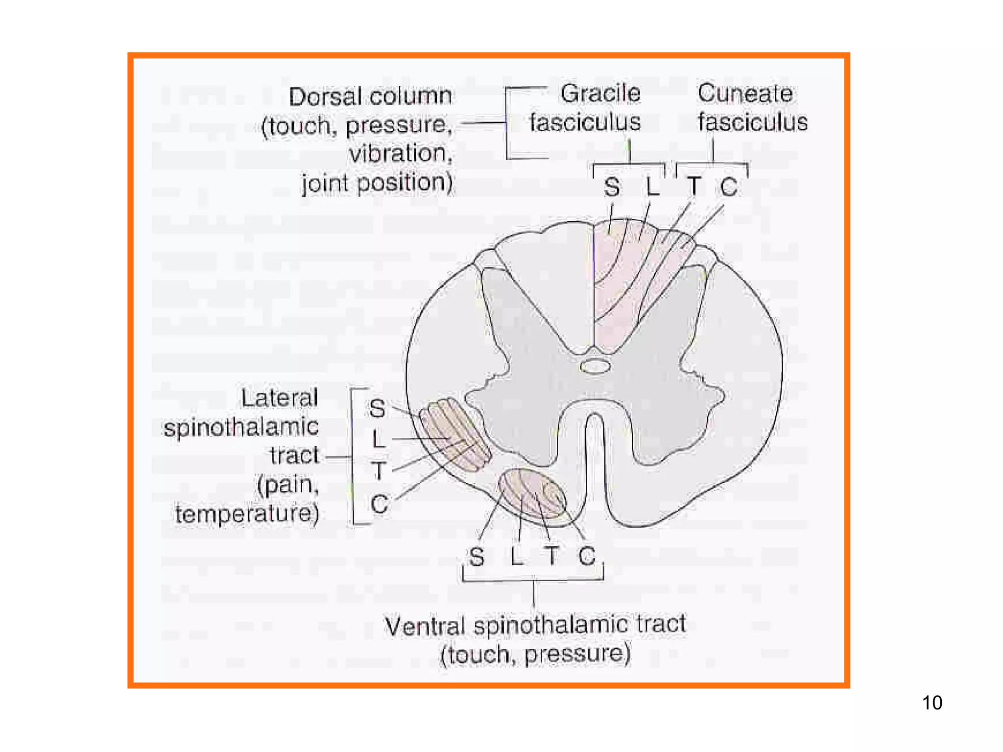 Dorsal column | PPT