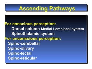 Dorsal column | PPT