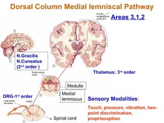 Dorsal column | PPT
