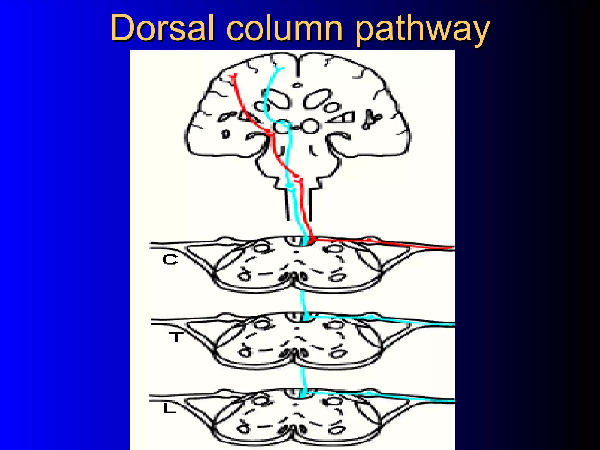 Dorsal column pathway | PPT