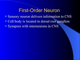 Dorsal column pathway | PPT