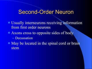 Dorsal column pathway | PPT