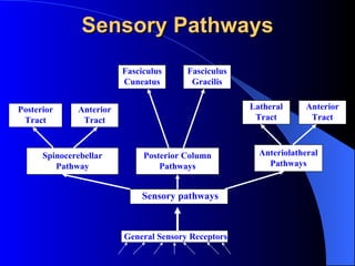 Dorsal column pathway | PPT