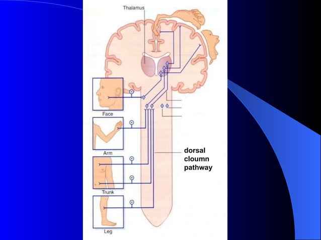 Dorsal column pathway | PPT | Operating Systems | Computer Software and ...