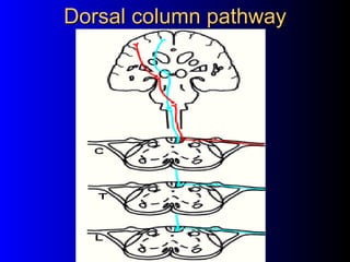 Dorsal column pathway | PPT